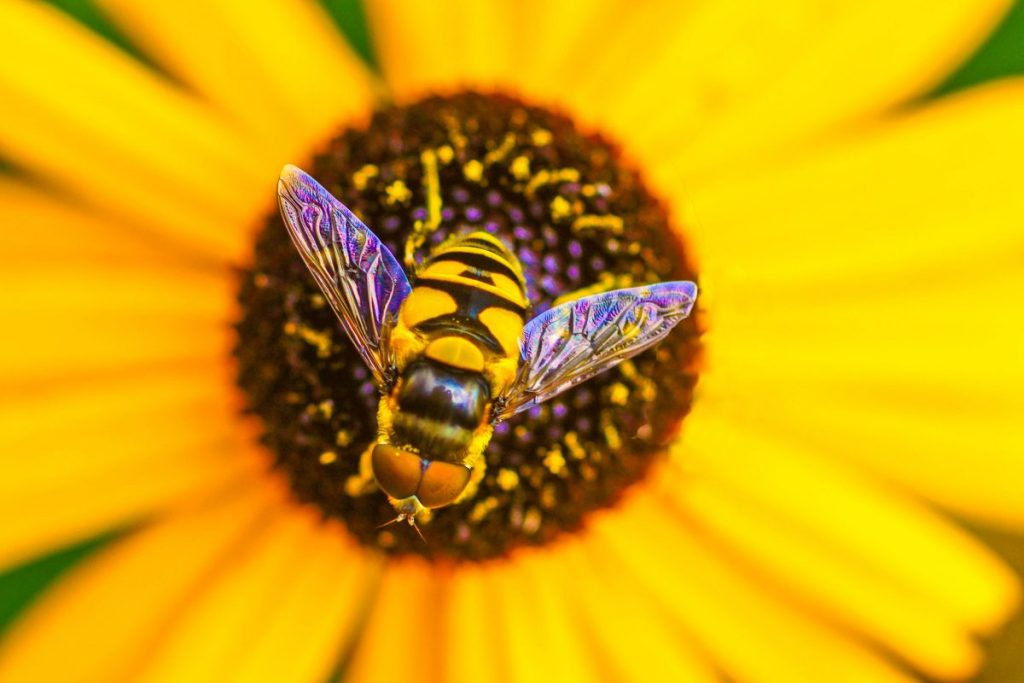 The important role played by bees in lawns and gardens – Lawrence ...