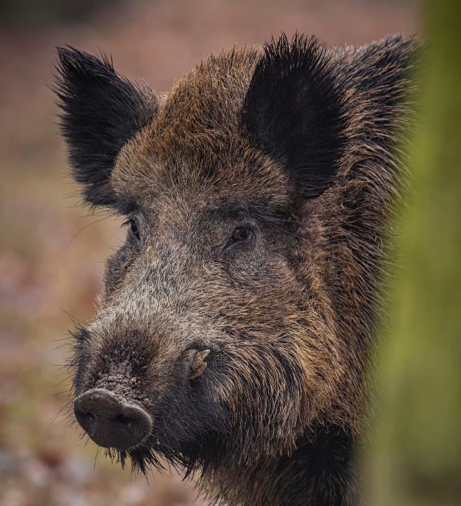 Wild Hog Control Program application period closes Feb. 15 – Lawrence ...